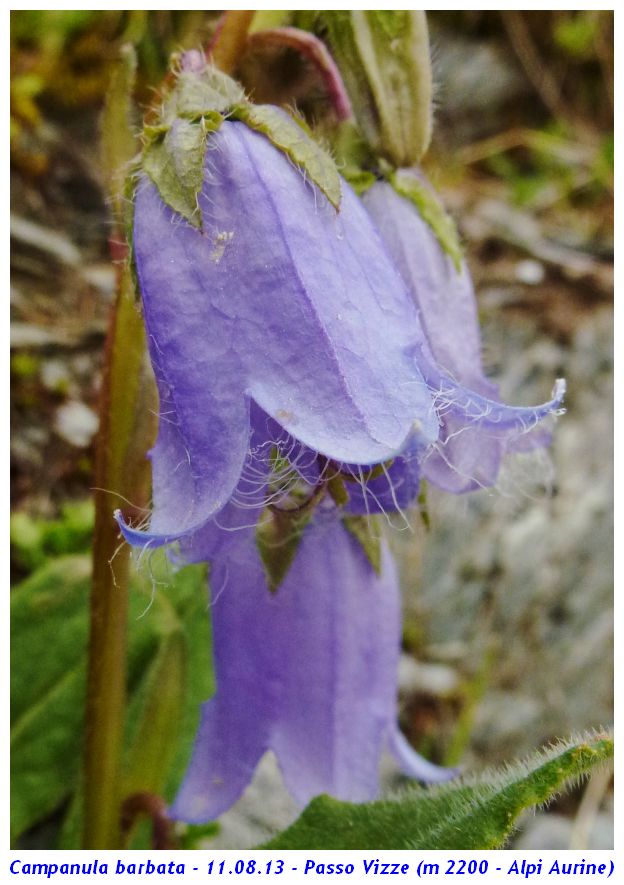 Campanula barbata